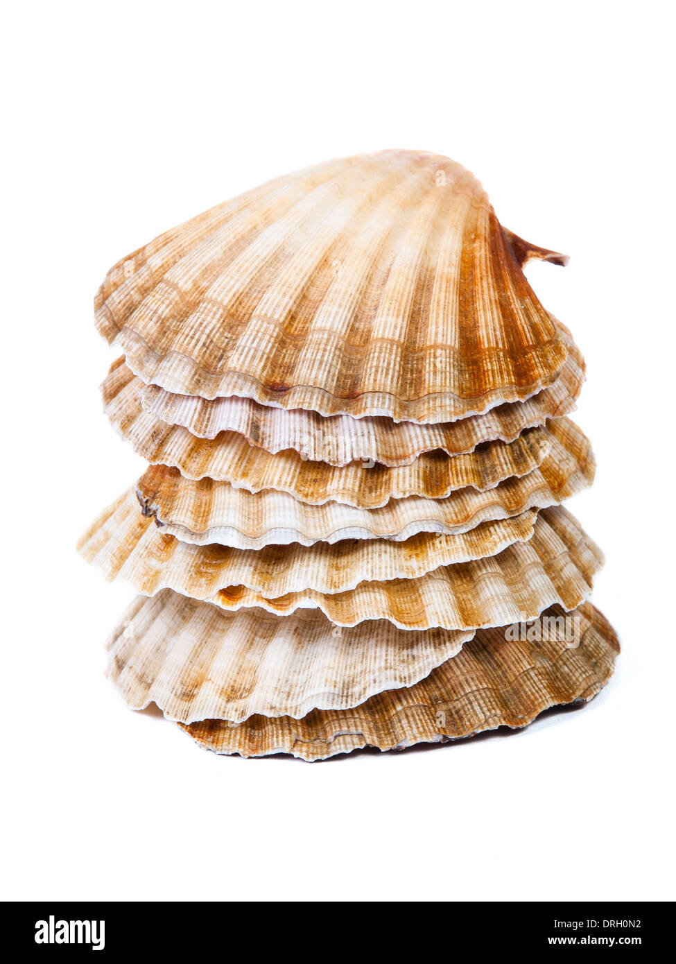 Scallops stacked and isolated on white background Stock Photo - Alamy