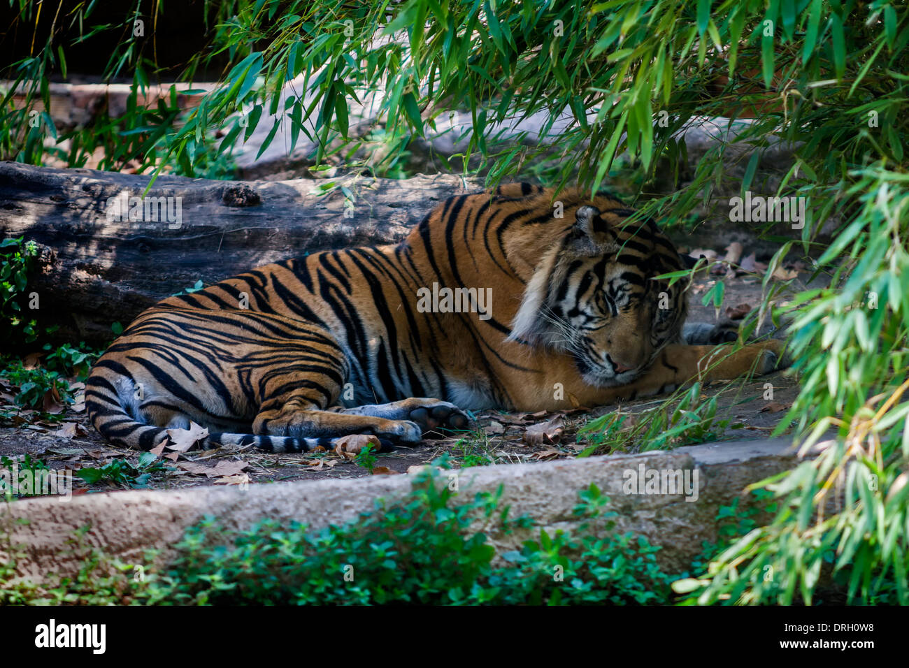 Bengal tiger bangladesh hi-res stock photography and images - Alamy