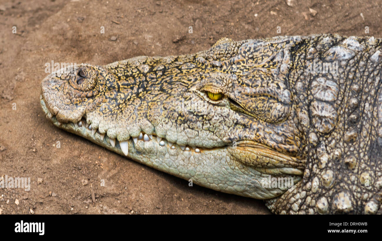 Crocodile head detail Stock Photo - Alamy