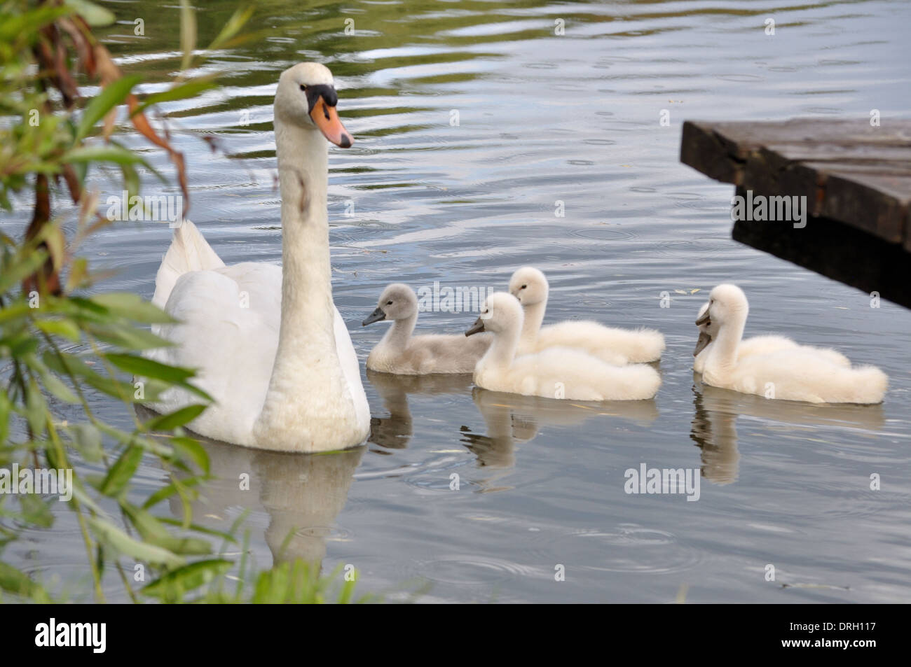 picture of a swan and its chicks Stock Photo - Alamy