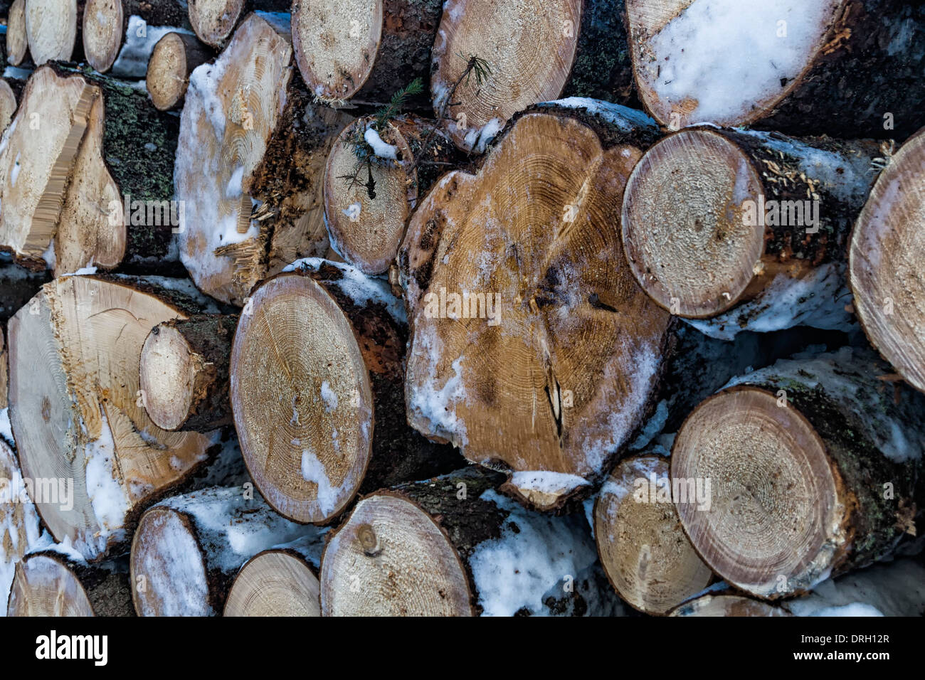 Piled cut trees Stock Photo - Alamy