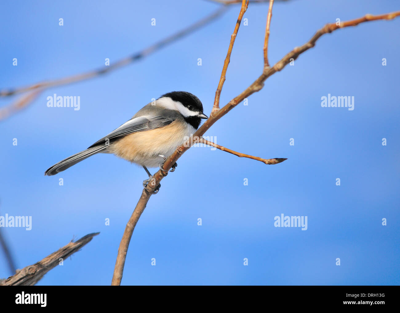A black-capped chickadee perched on a tree branch Stock Photo - Alamy
