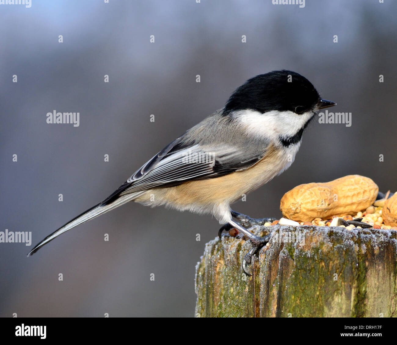 A black-capped chickadee perched on a post with bird seed and peanuts ...