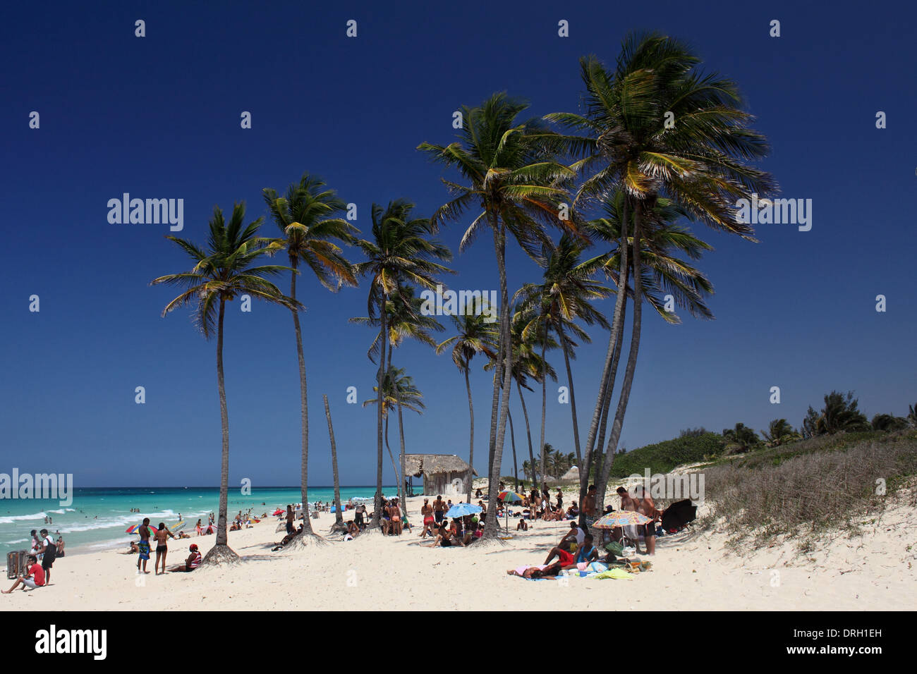 Palm trees on the Playa del Este beach Havana Cuba Photo: pixstory ...