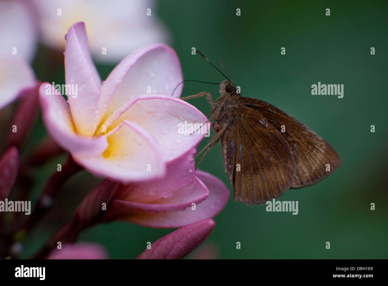 Butterfly and Pink flowers from the Frangipani Plant also known as a ...