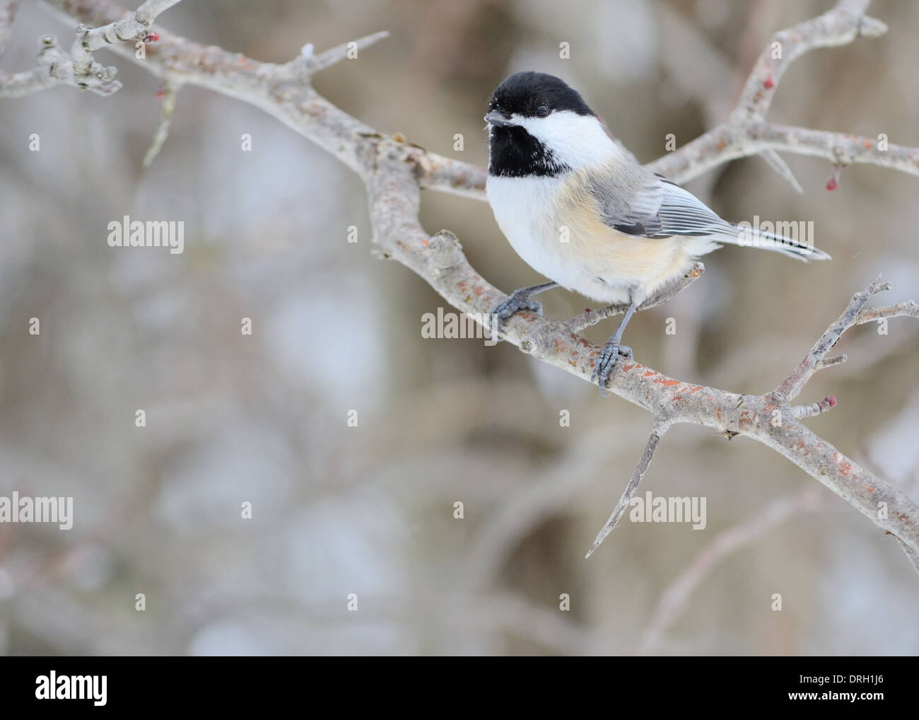 A black-capped chickadee perched on a tree branch Stock Photo - Alamy