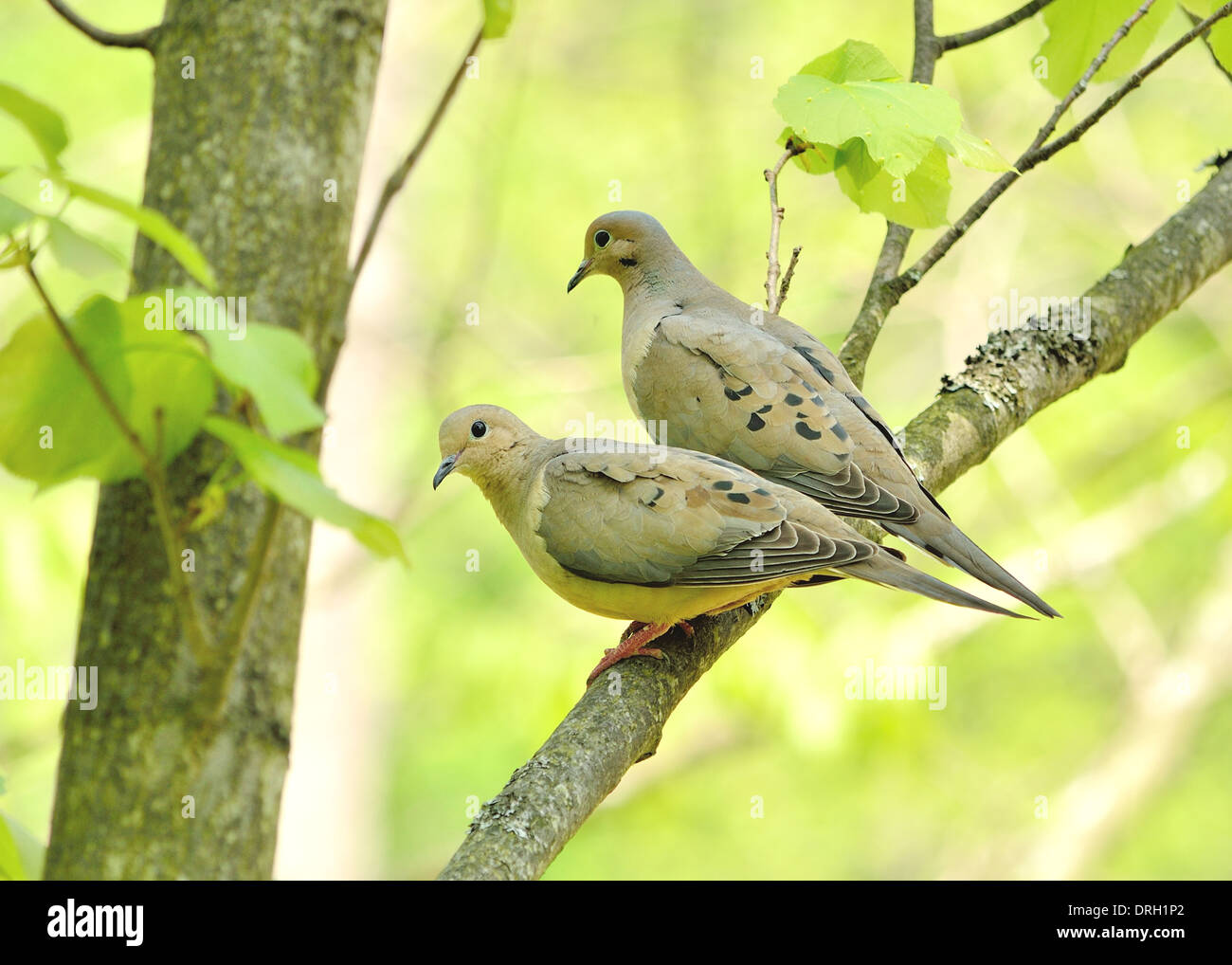 Mourning doves hi-res stock photography and images - Alamy