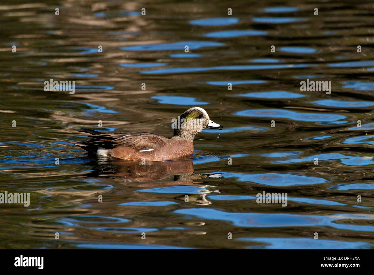 American Wigeon (Anas americana) male drake swimming on a lake in ...