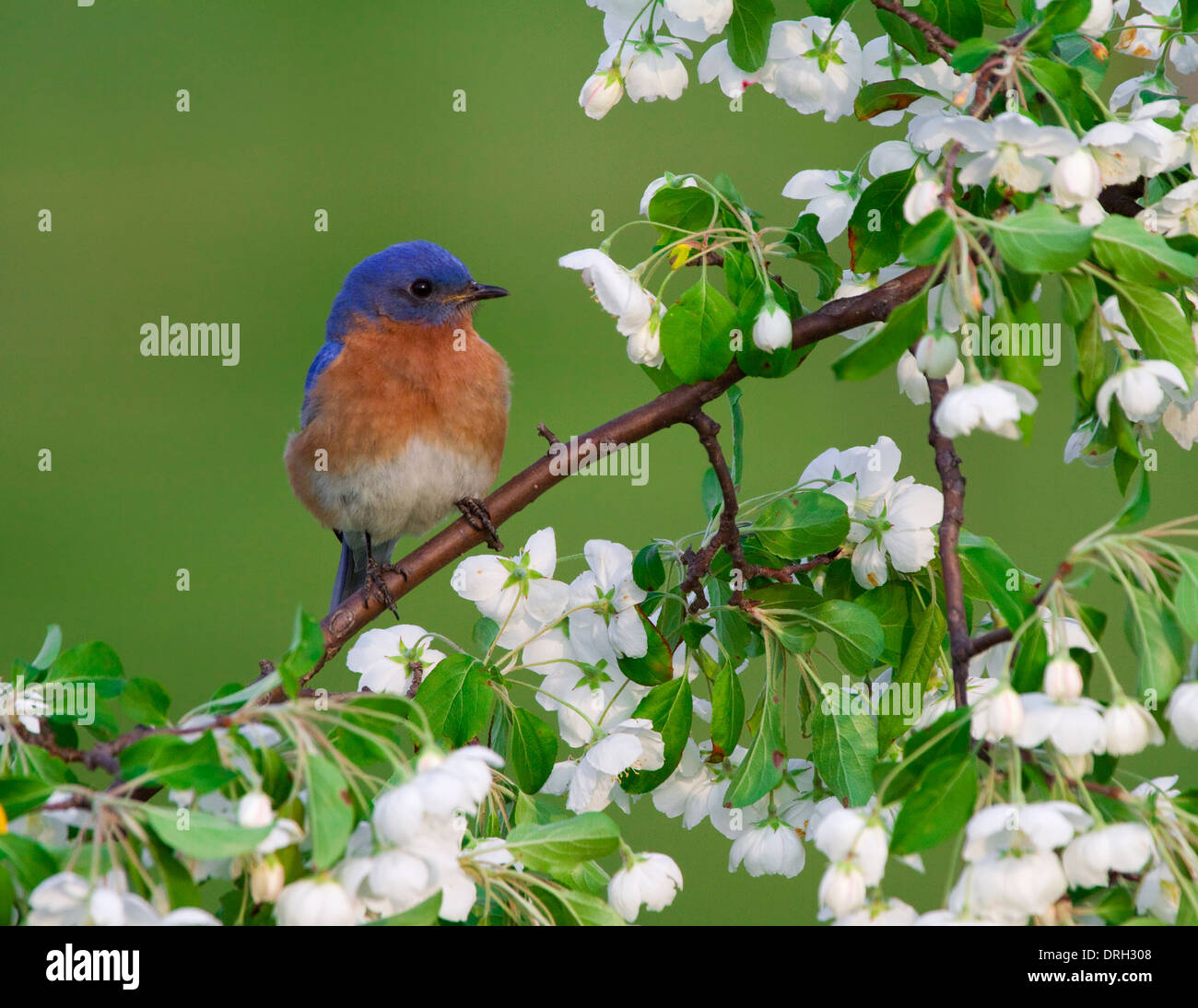 Bluebird in flowers hi-res stock photography and images - Alamy