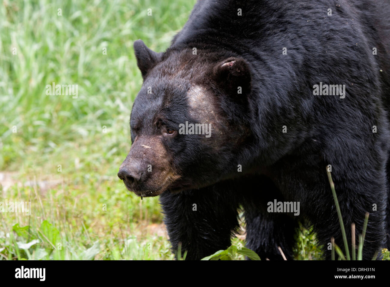 Big black bear boar Stock Photo - Alamy