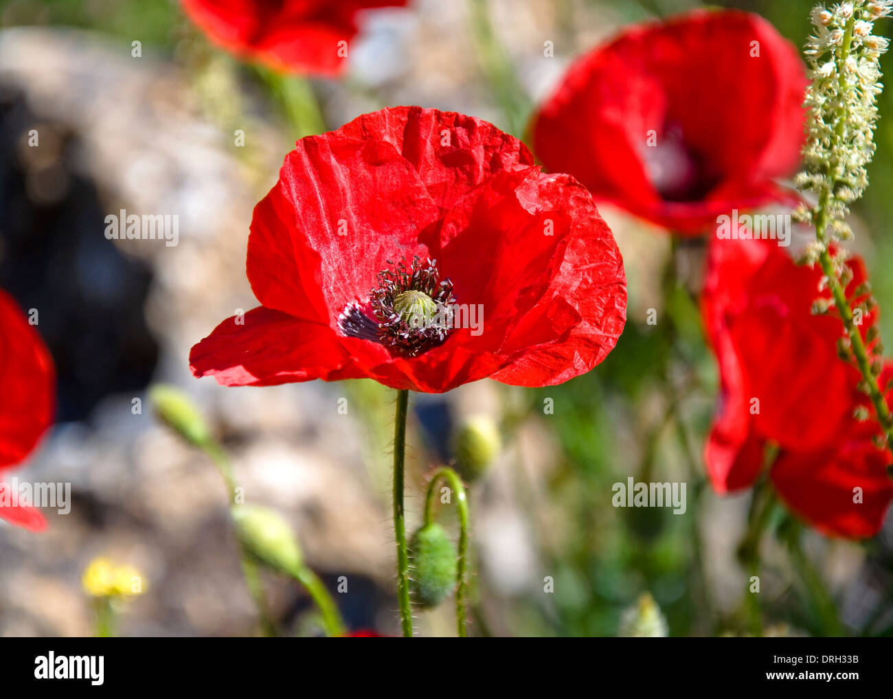 Del tremedal hi-res stock photography and images - Alamy