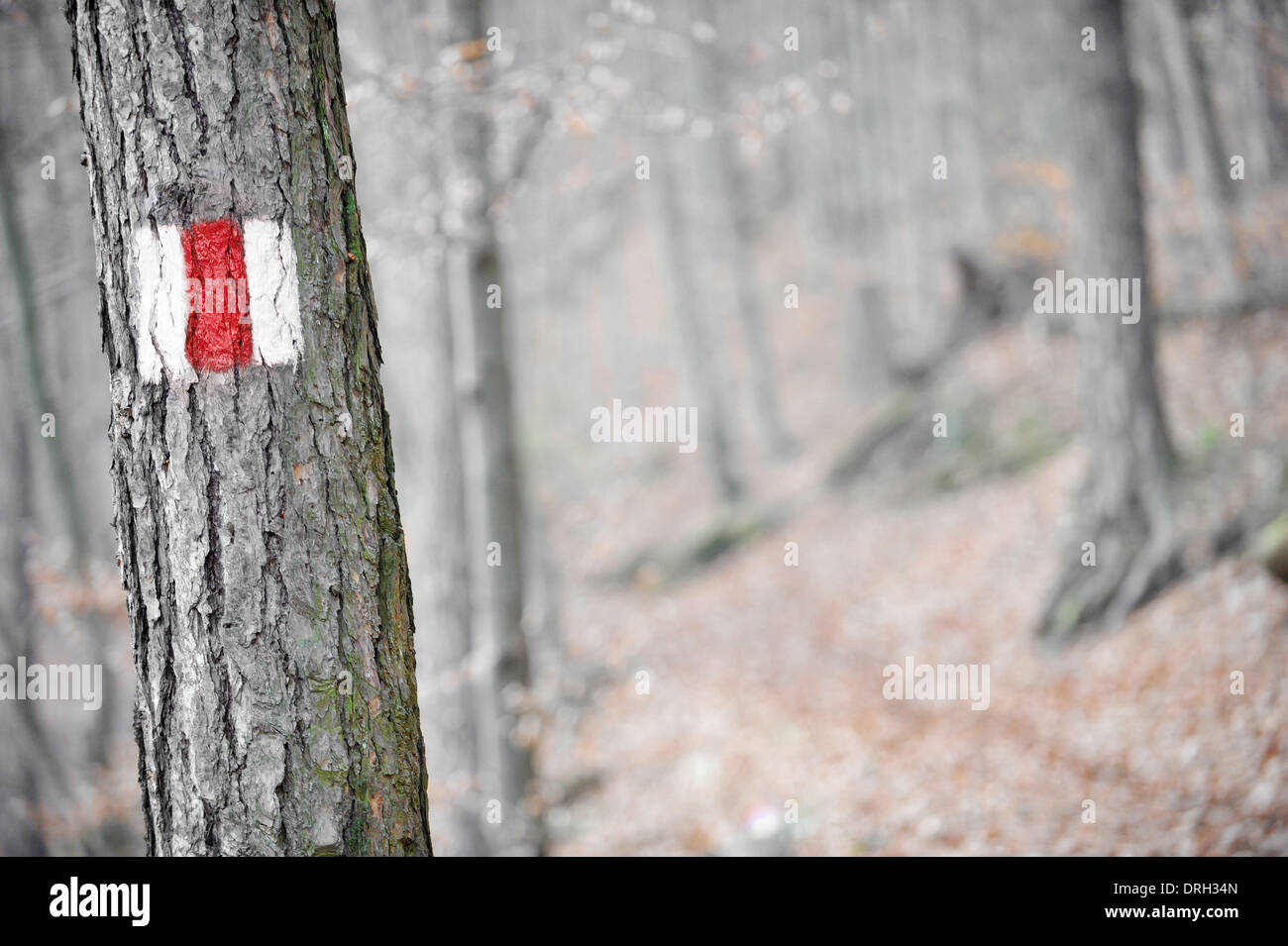Red band sign marking a tourist hiking route on a tree Stock Photo - Alamy