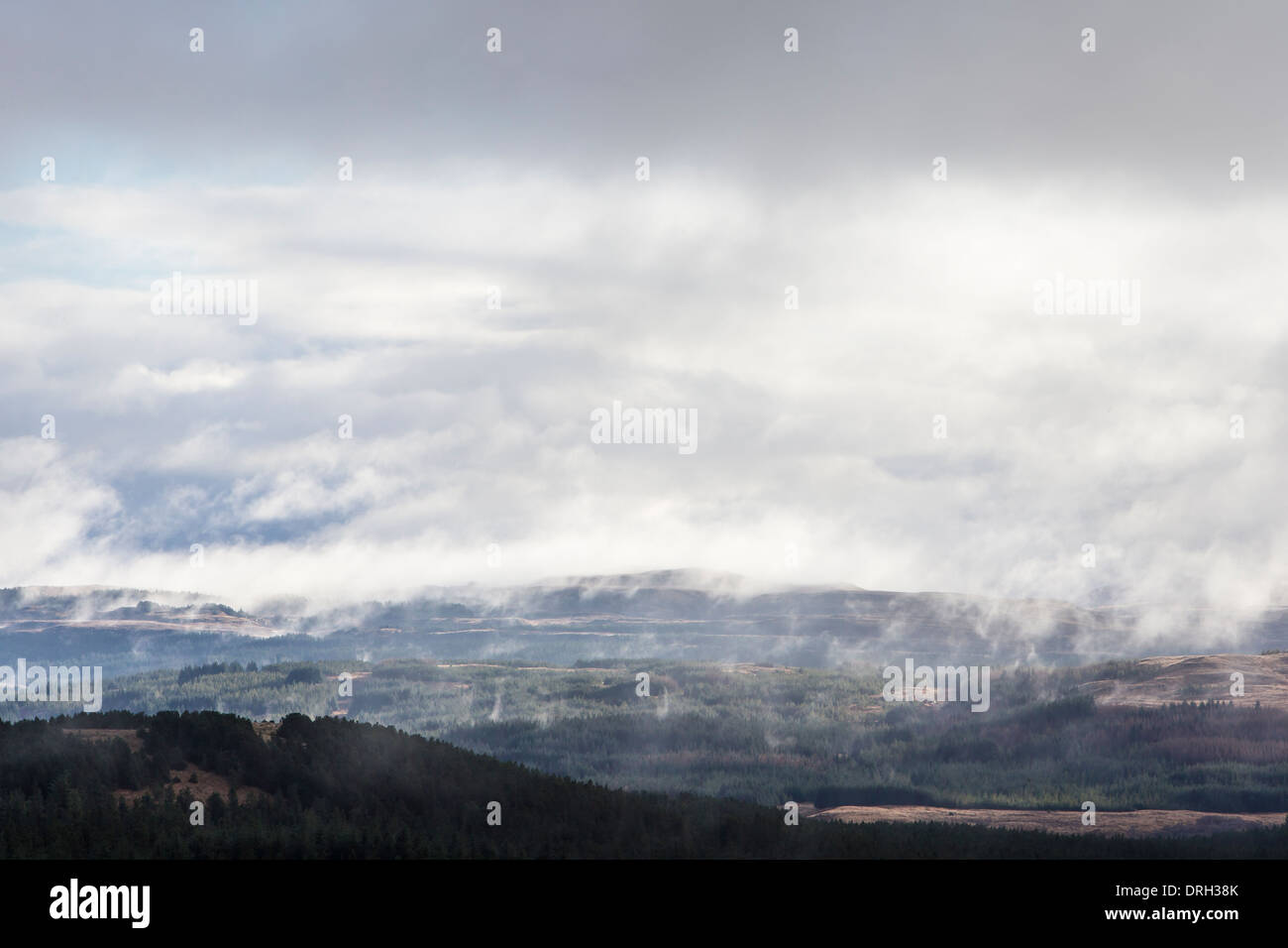 Glengorm forest on the Isle of Mull in Scotland Stock Photo - Alamy