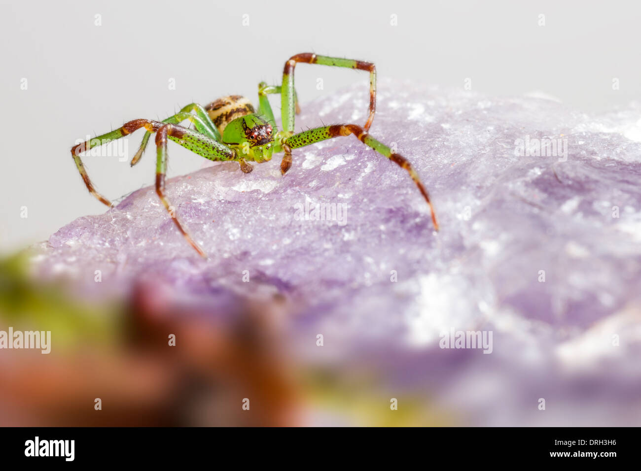 The Green Crab Spider (Diaea dorsata Stock Photo - Alamy