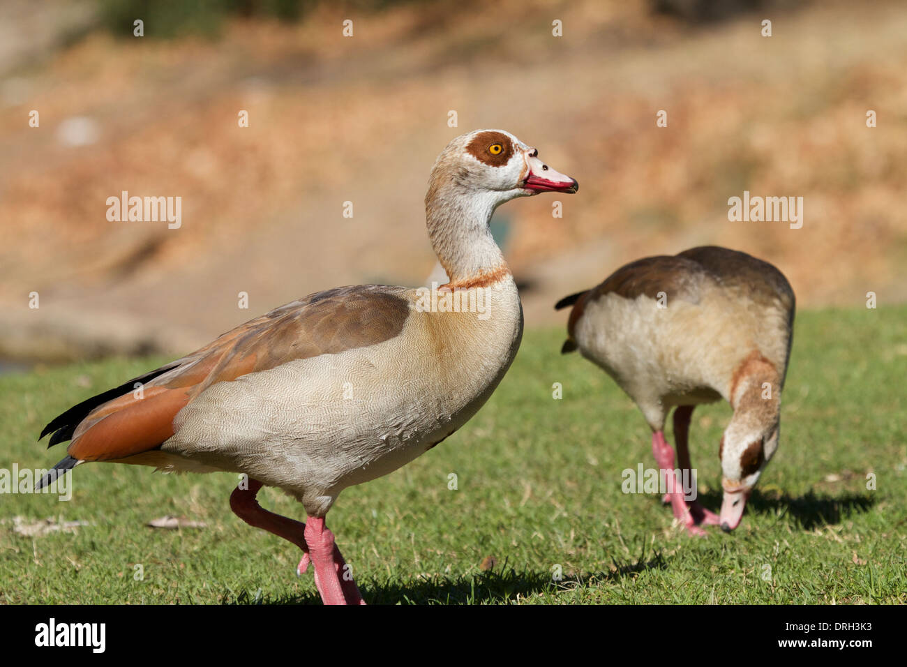 Egyptian goose (Alopochen aegyptiacus) in Southern California Stock ...