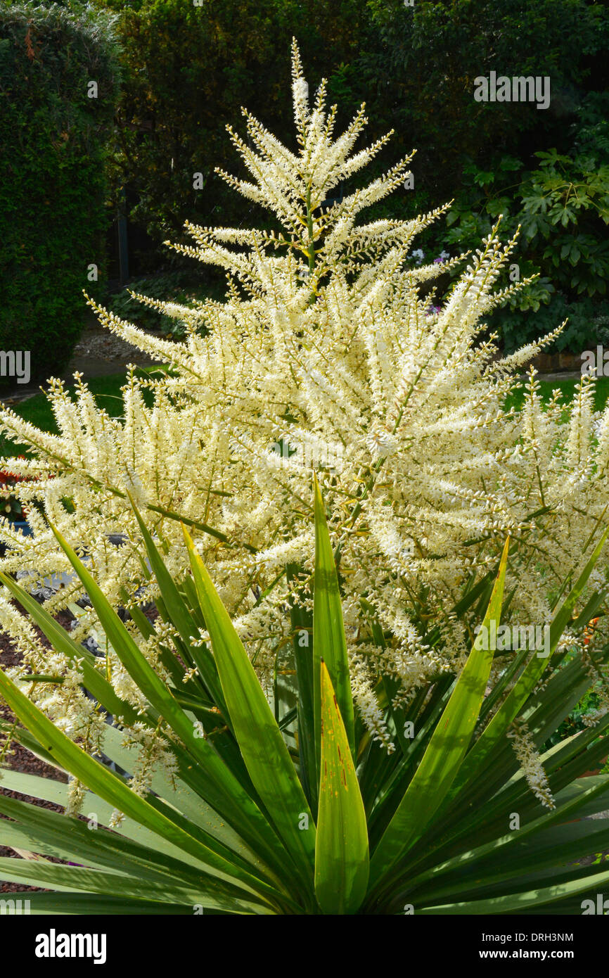 Cordyline hi-res stock photography and images - Alamy