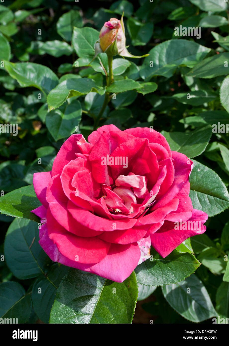 Poland rose garden hi-res stock photography and images - Alamy