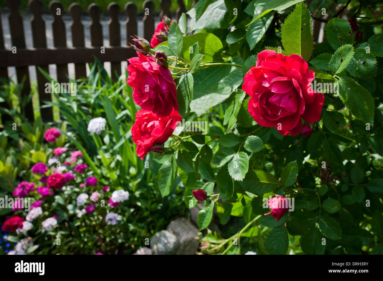 Red roses in small garden on polish countryside Stock Photo - Alamy