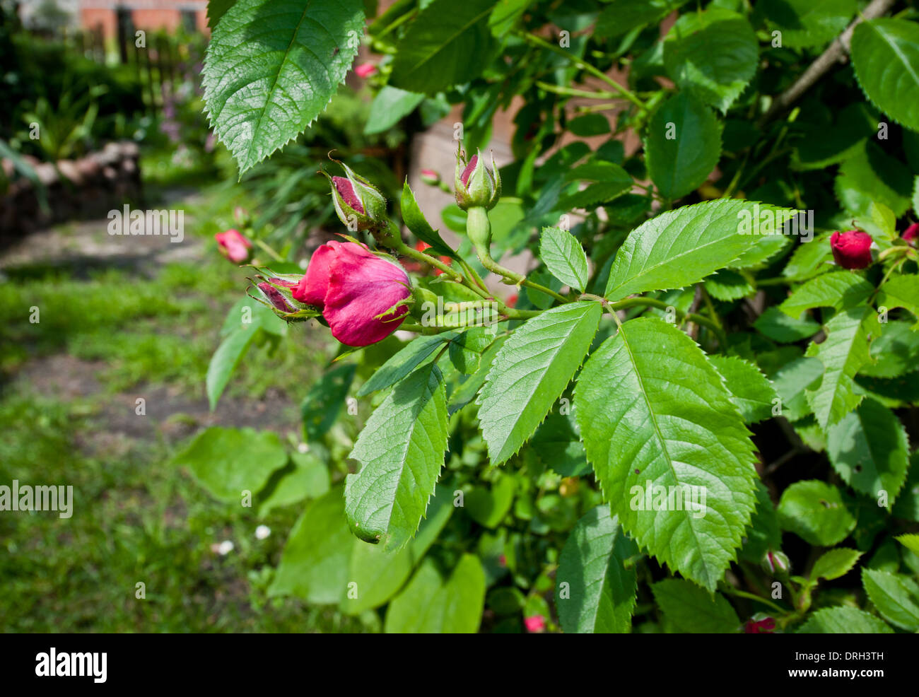 Red roses in small garden on polish countryside Stock Photo - Alamy