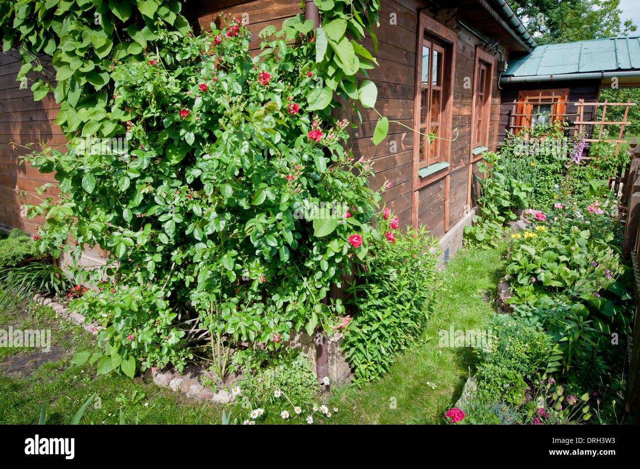 Red roses in small garden on polish countryside Stock Photo - Alamy