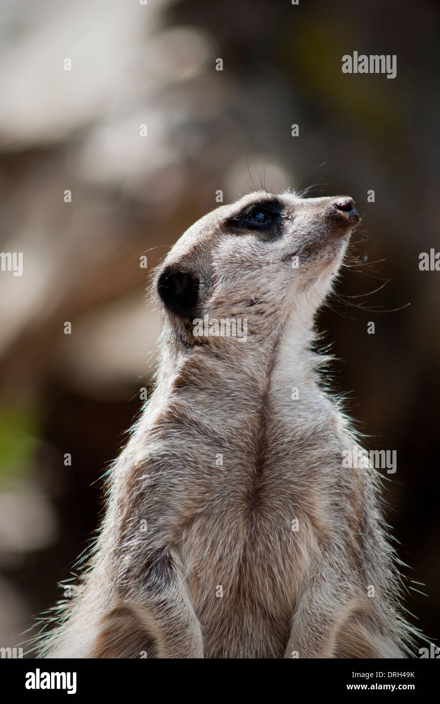 Meerkat or suricate, Suricata suricatta, a small mammal belonging to ...
