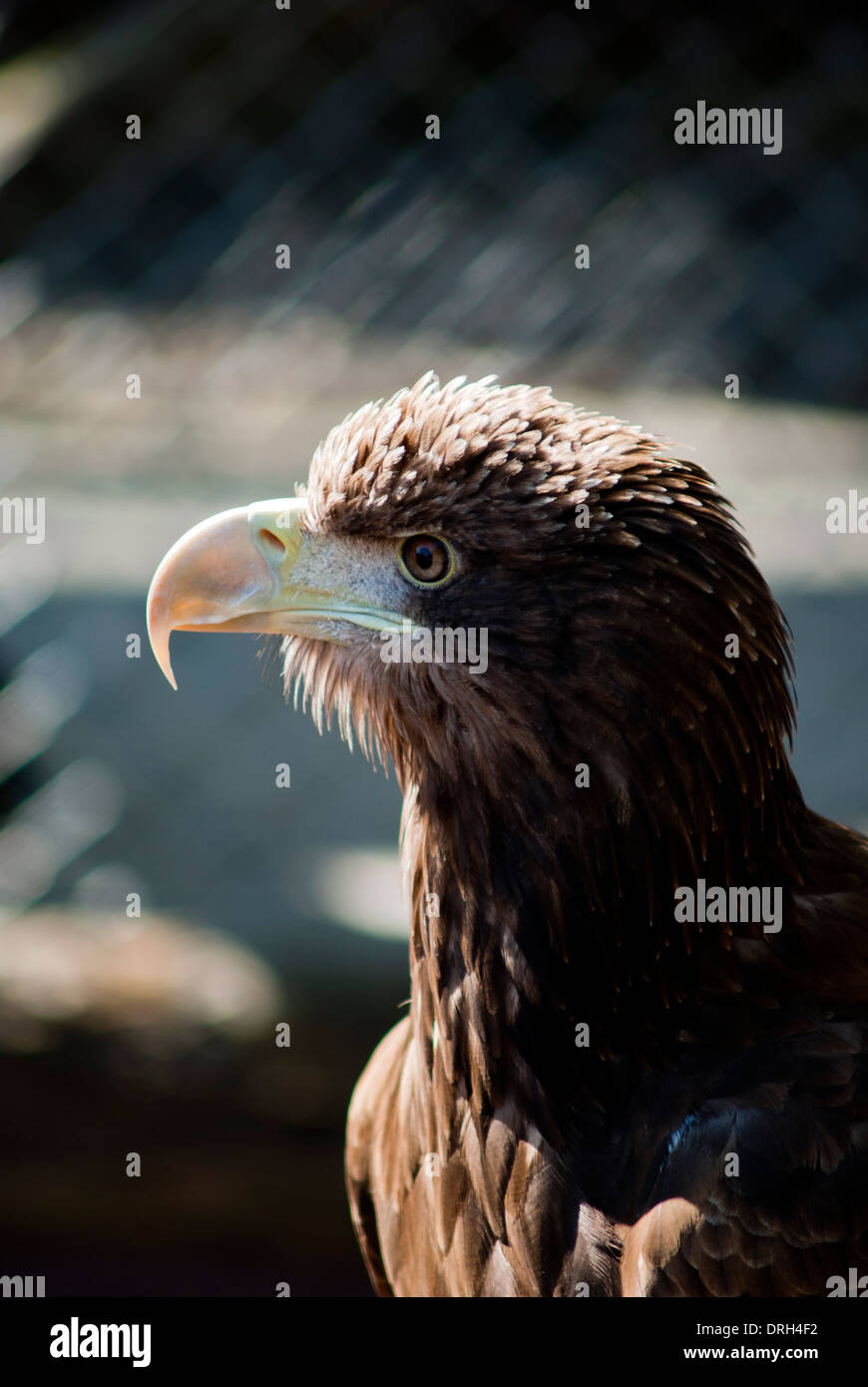 Golden eagle aviary hi-res stock photography and images - Alamy