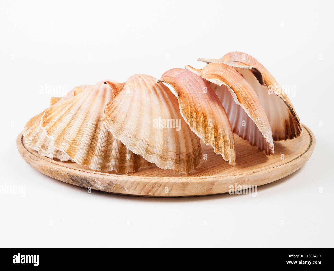 Scallop shells on a wooden plate and isolated on white background Stock ...