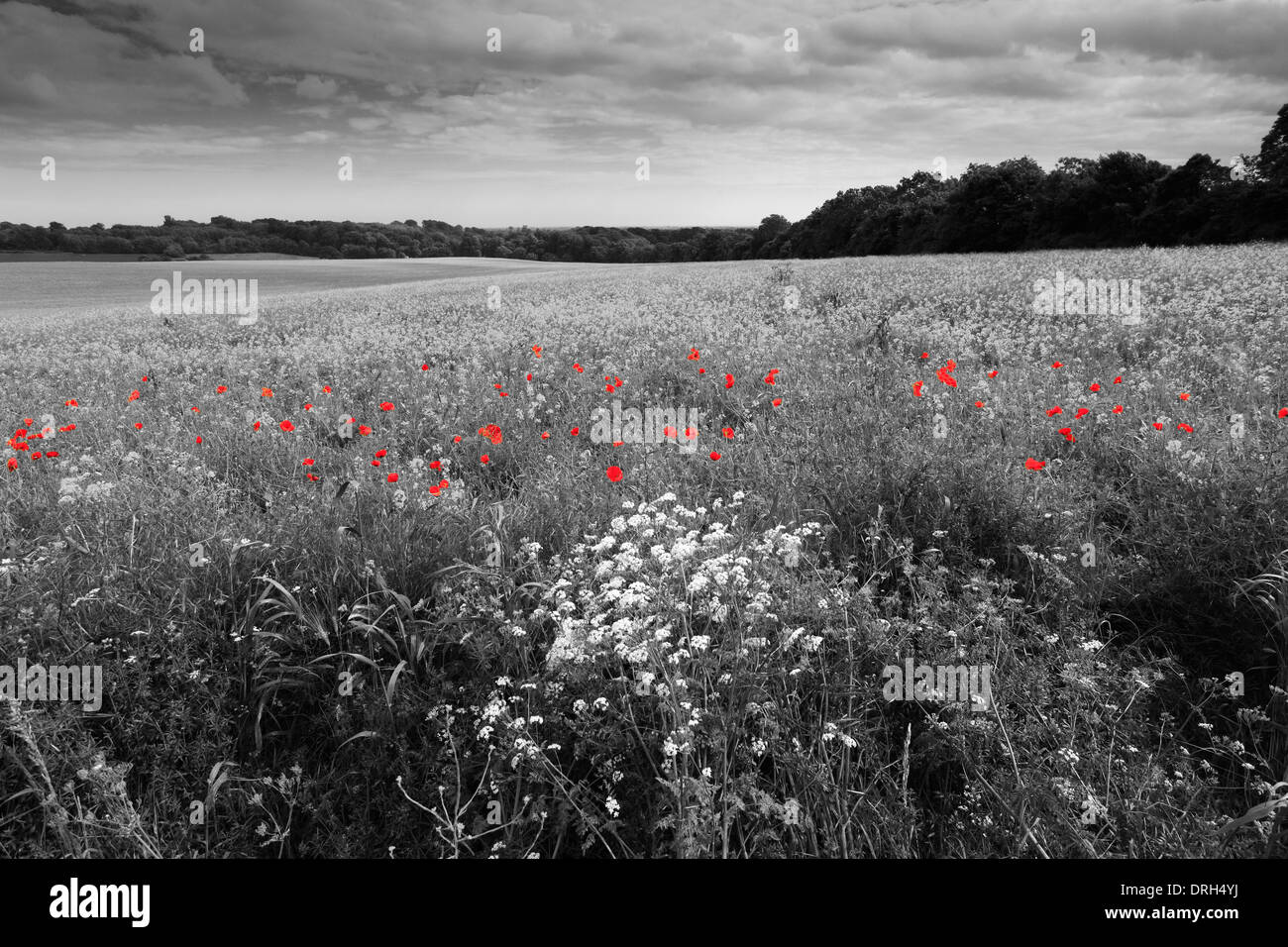 Black and White image, Summer Landscape over Slindon village, South ...
