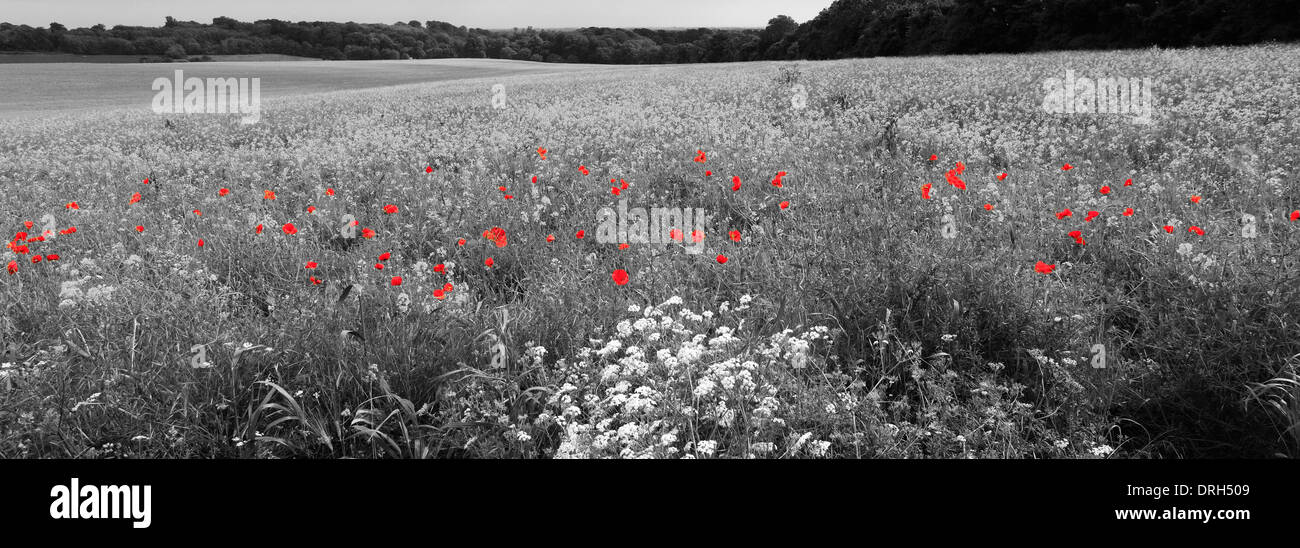 Black and White image, Summer Landscape over Slindon village, South ...