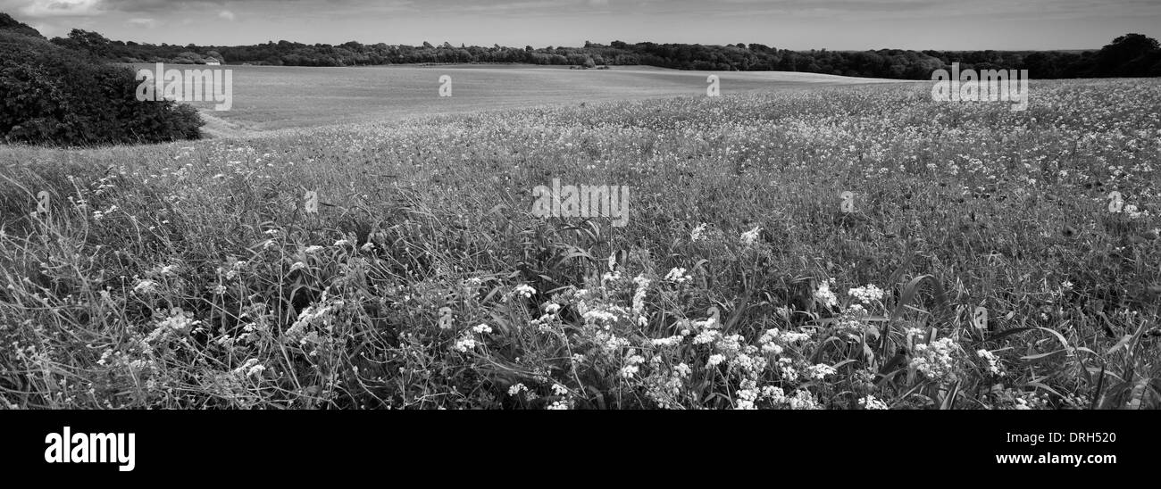 Black and White image, Summer Landscape over Slindon village, South ...