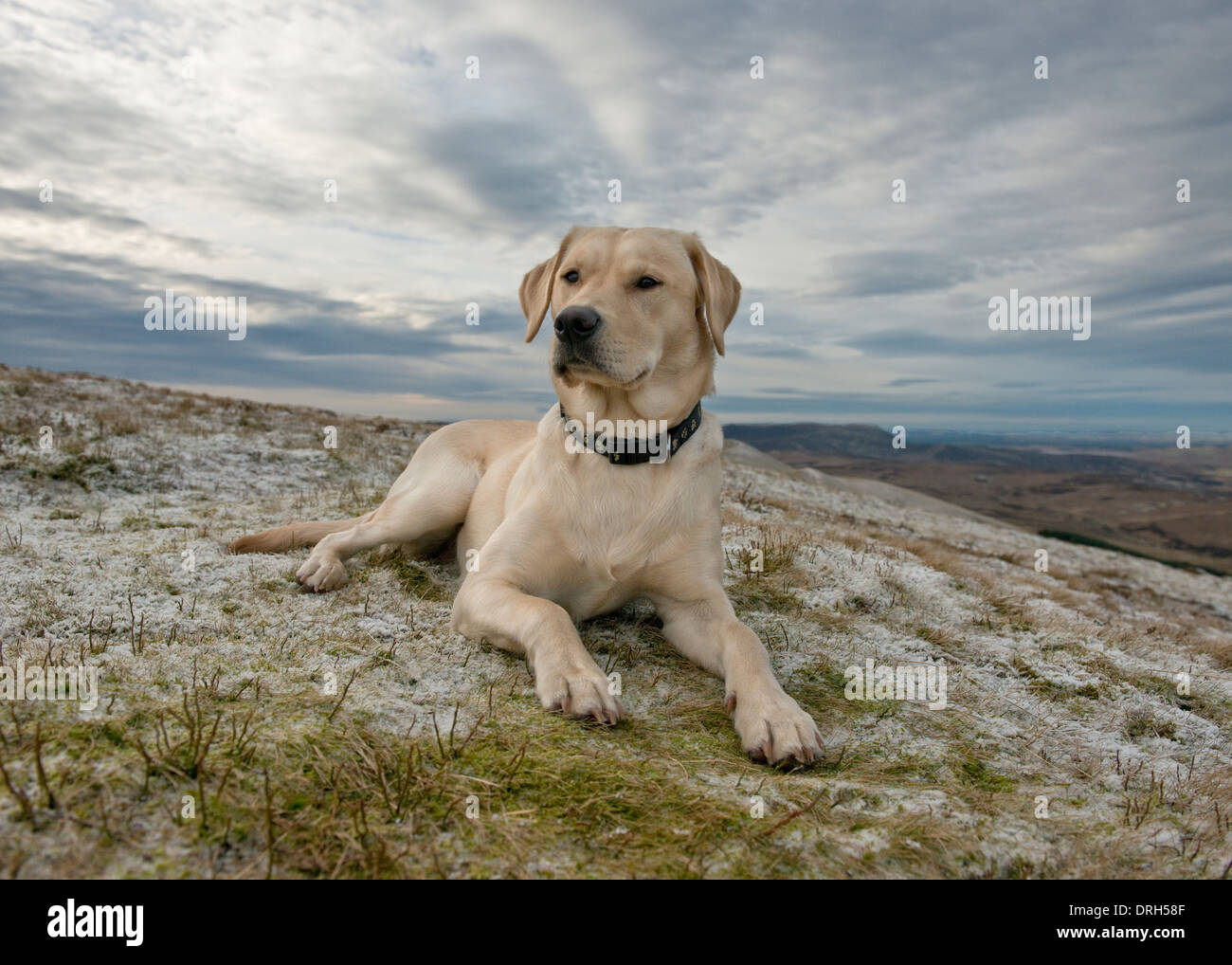 Golden Labrador retriever gun dog in frosty mountain landscape ...