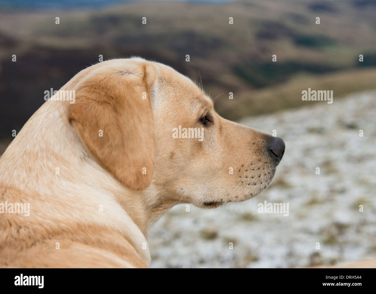 Golden Labrador retriever gun dog in frosty mountain landscape ...