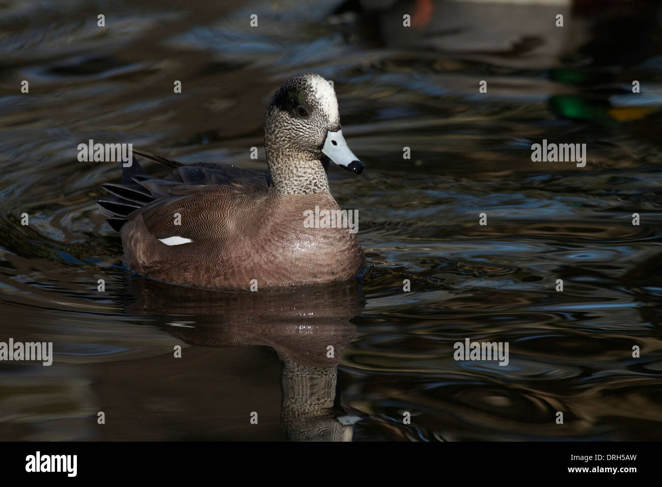 American Wigeon (Anas americana) male drake swimming on a lake in ...