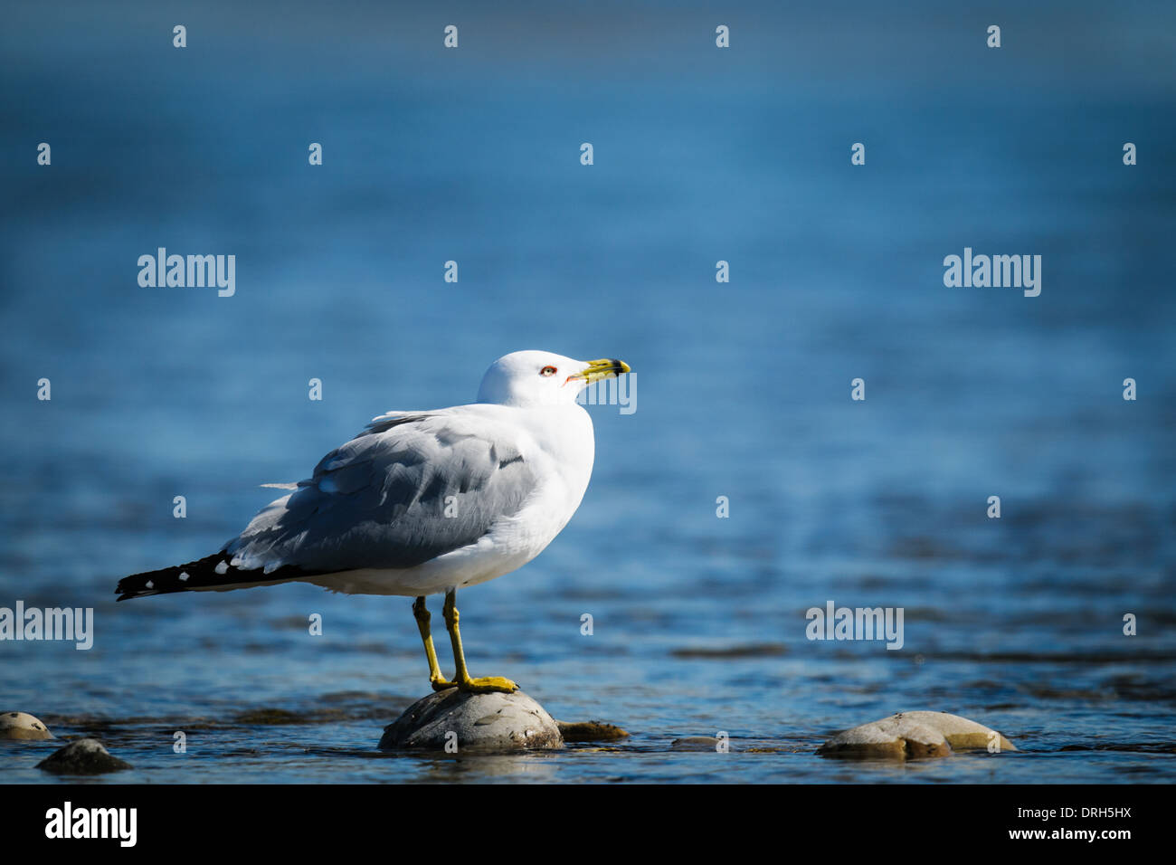 Ring beak gull hi-res stock photography and images - Alamy