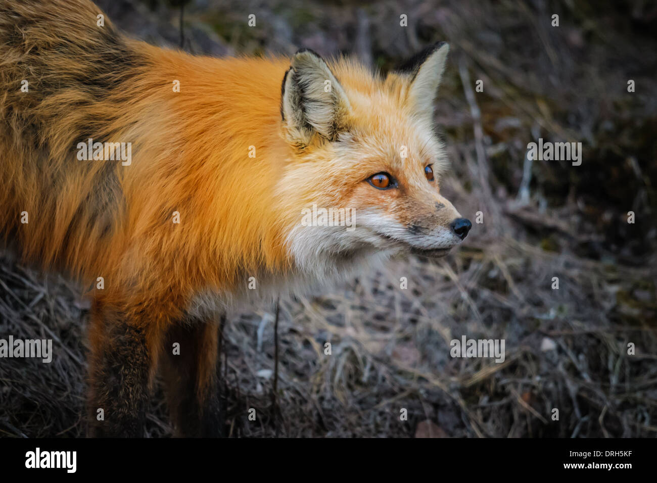 Wild Red Fox, Jasper National Park Alberta Canada Stock Photo - Alamy