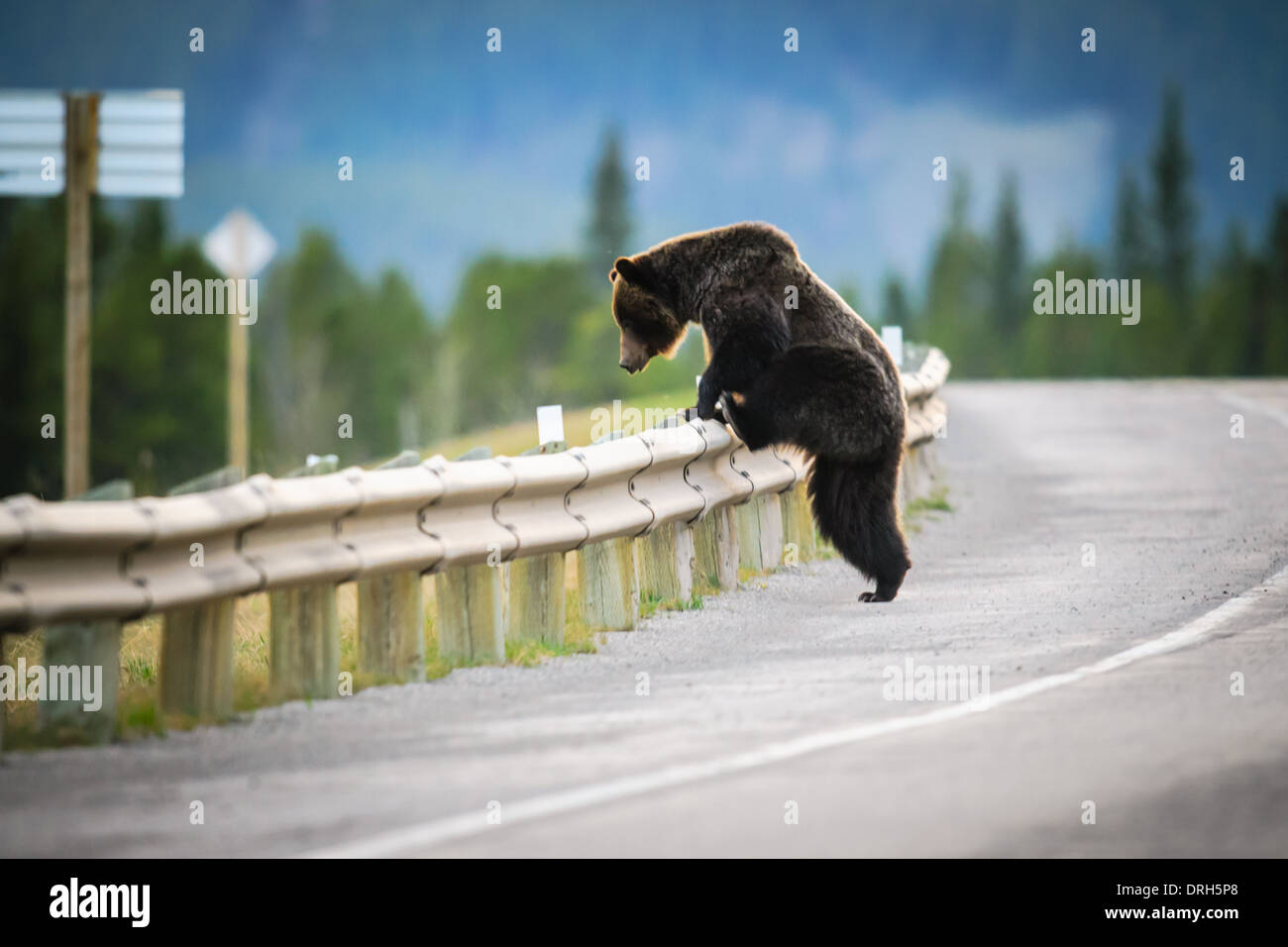 Wildlife crossing highway hi-res stock photography and images - Alamy