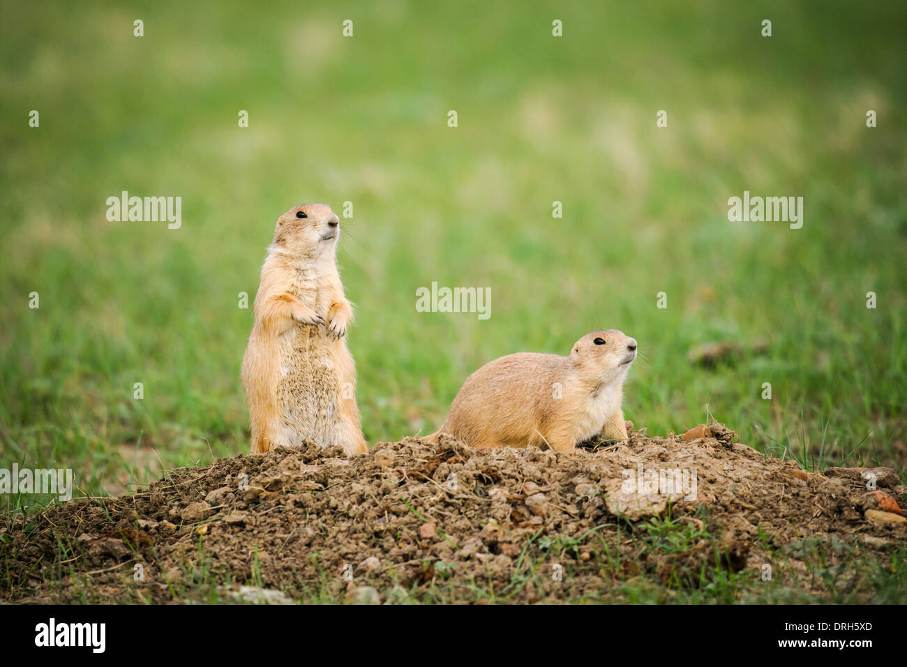 How Do Prairie Dogs See Underground