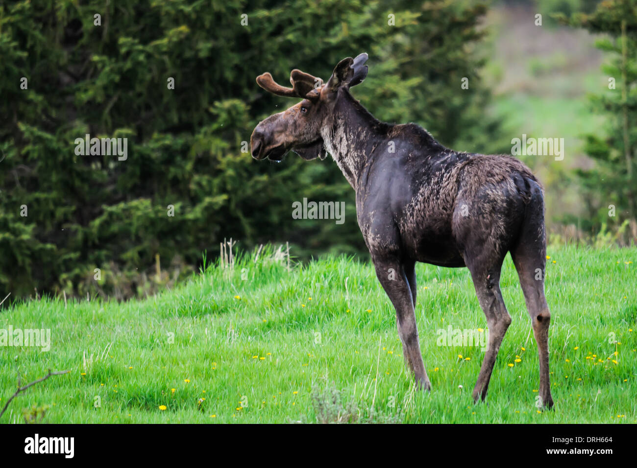 Moose country hi-res stock photography and images - Alamy