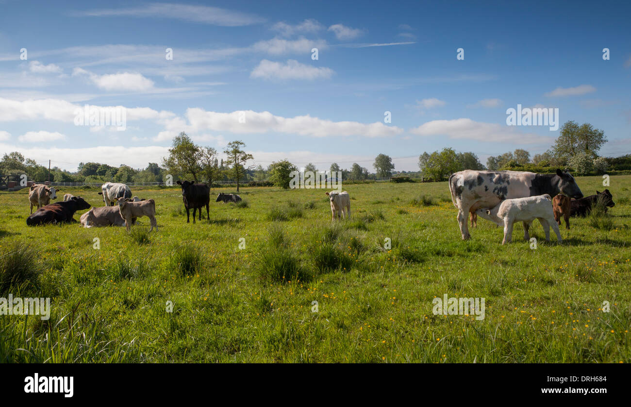 English domestic cattle hi-res stock photography and images - Alamy