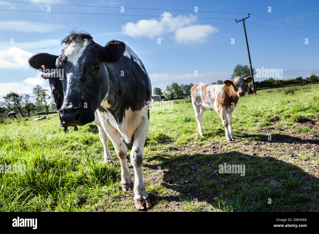 Beef cattle in an English Meadow Stock Photo - Alamy