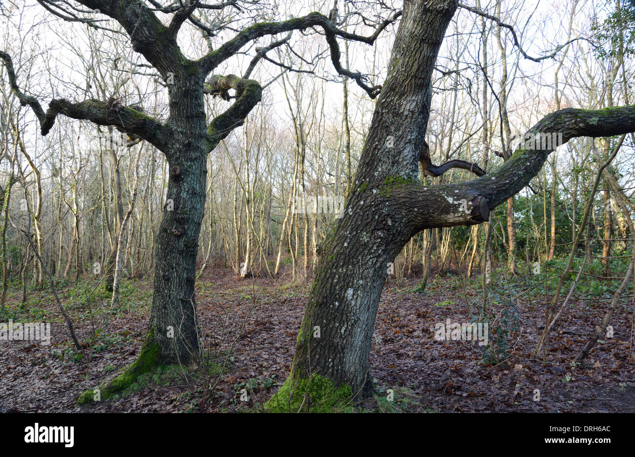 Hengistbury Head old oak trees with silver birch in the background ...