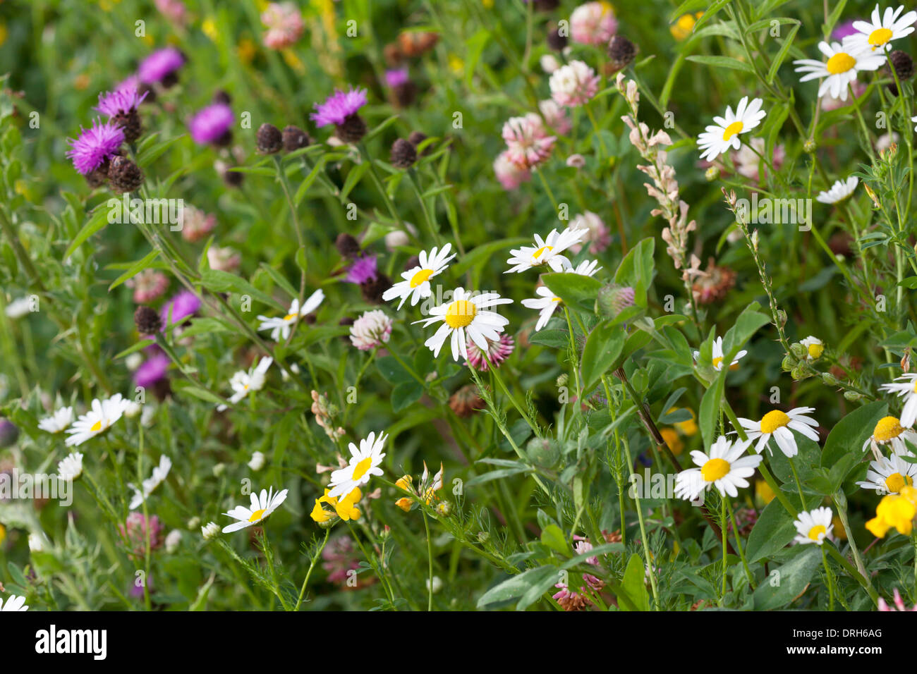 Wildflowers and wild bird hi-res stock photography and images - Alamy