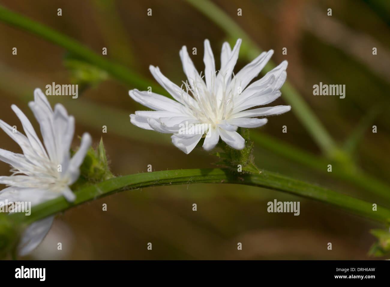 Unusual white flowers of Common chicory, Cichorium intybus Stock Photo ...