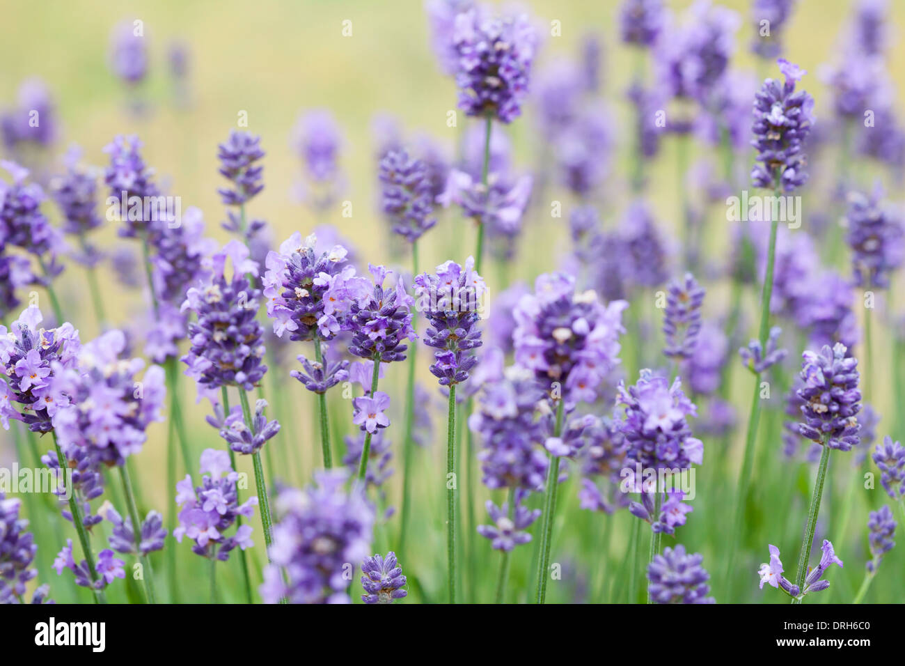 English lavender lavandula angustifolia lavandula hi-res stock ...