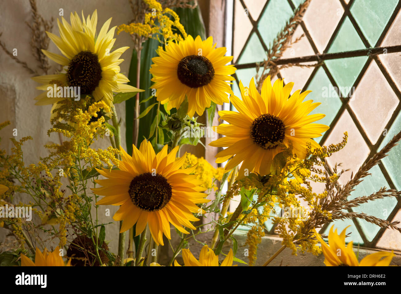 Sunflowers in a church window display Stock Photo - Alamy