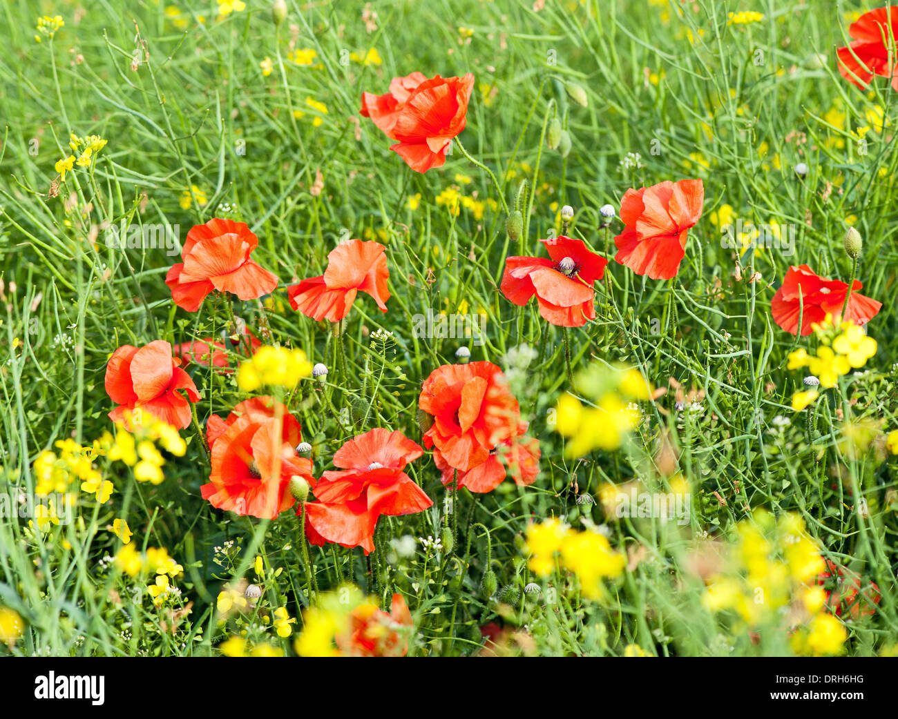 Red poppies close up bright hi-res stock photography and images - Alamy