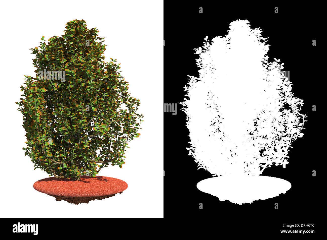 Shrub Isolated on White Background Stock Photo - Alamy