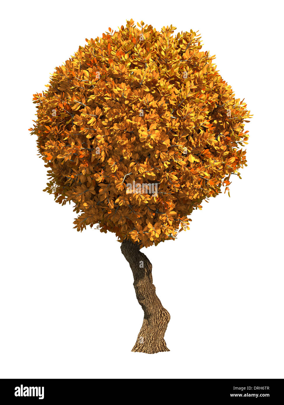 Autumn Tree Isolated on White Background Stock Photo - Alamy