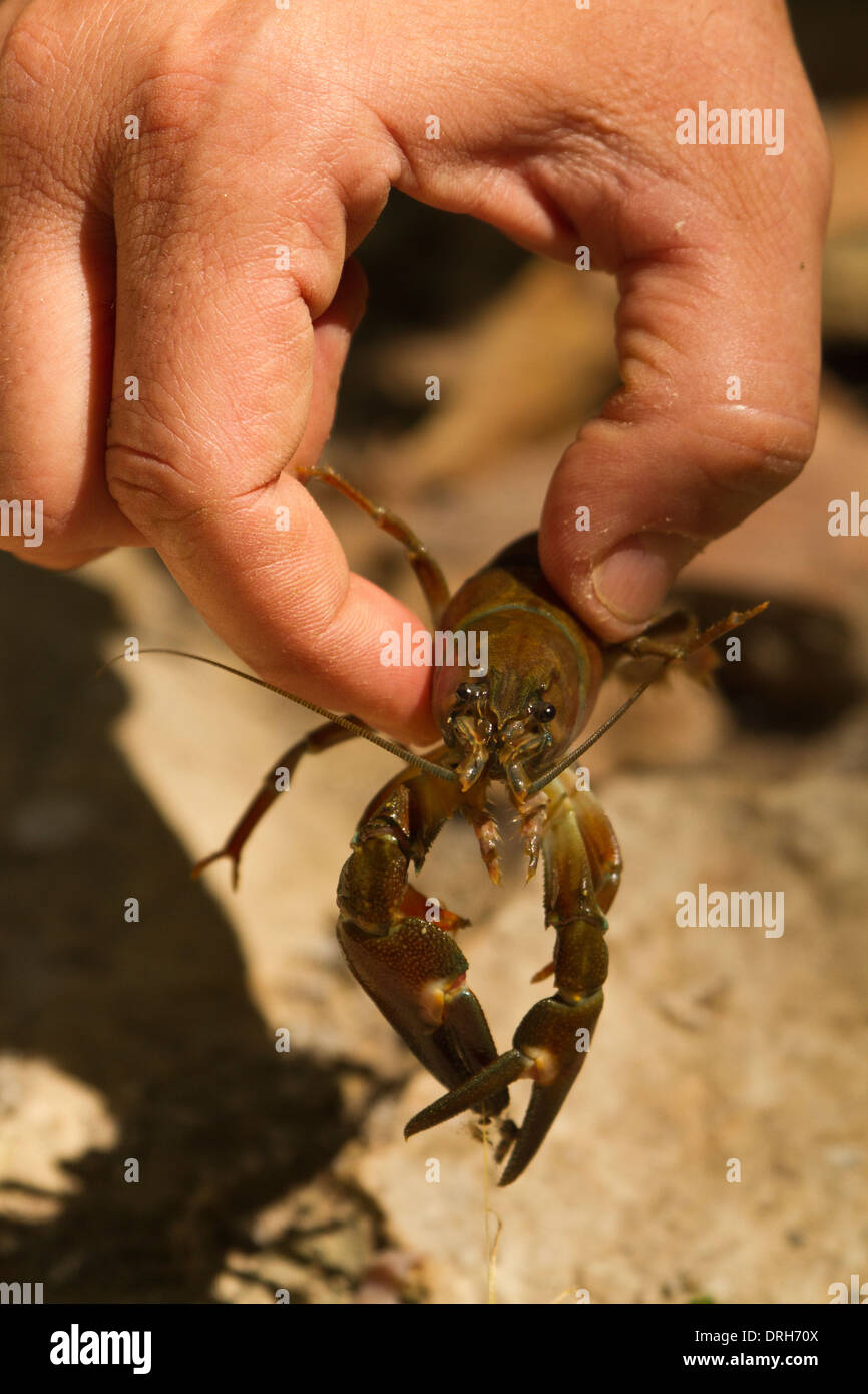 American signal crayfish hi-res stock photography and images - Alamy