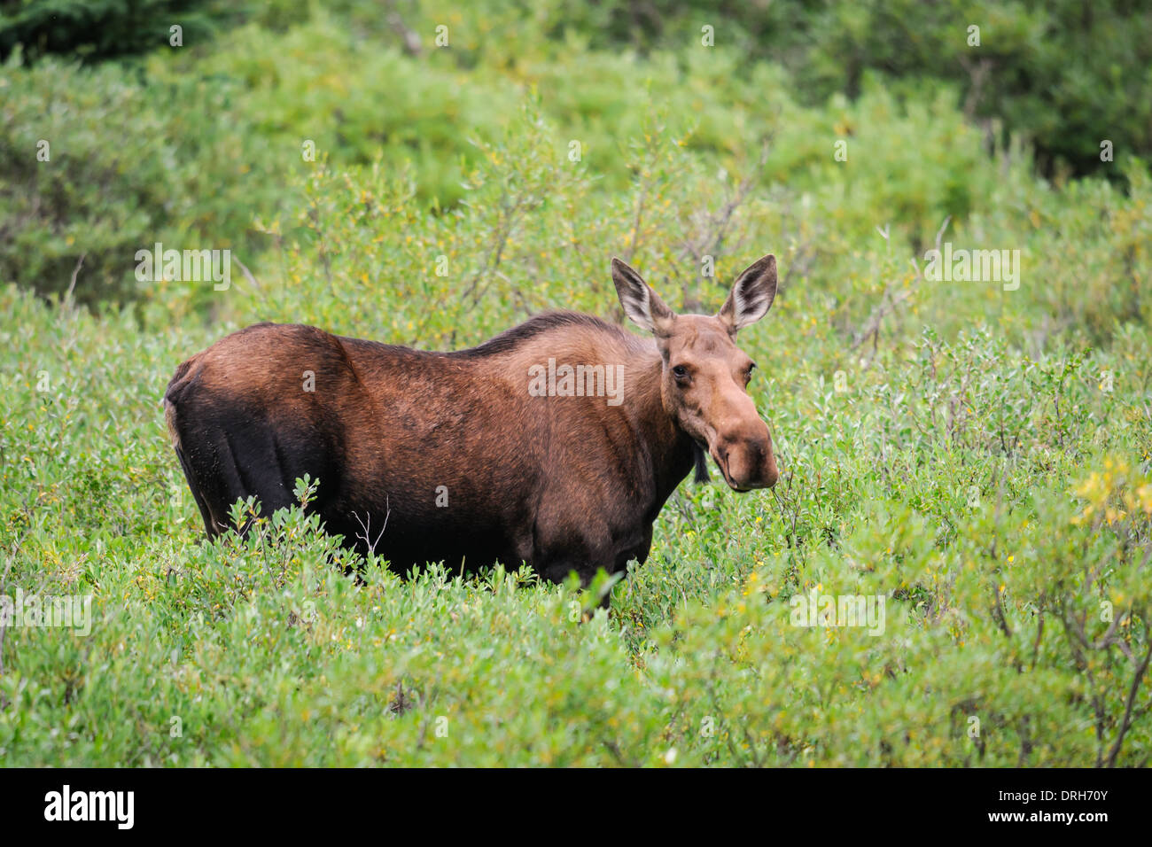 Moose canada hi-res stock photography and images - Alamy